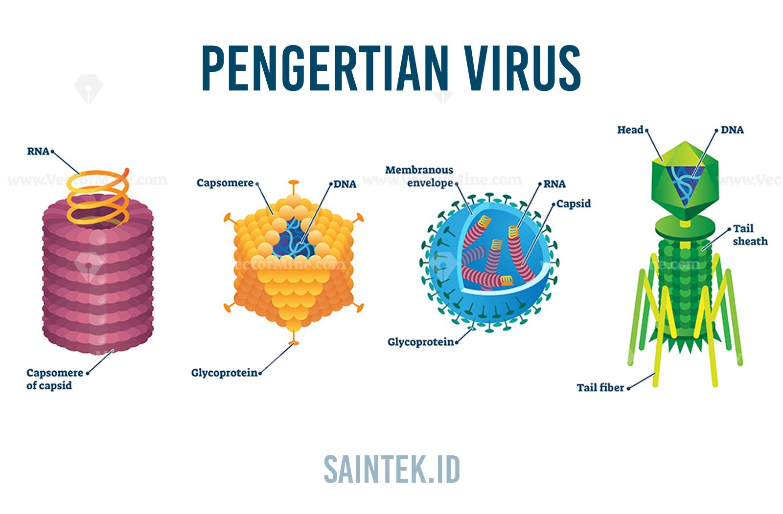 Pengertian Virus, Sejarah, Ciri-Ciri, Struktur, Bentuk, Klasifikasi
